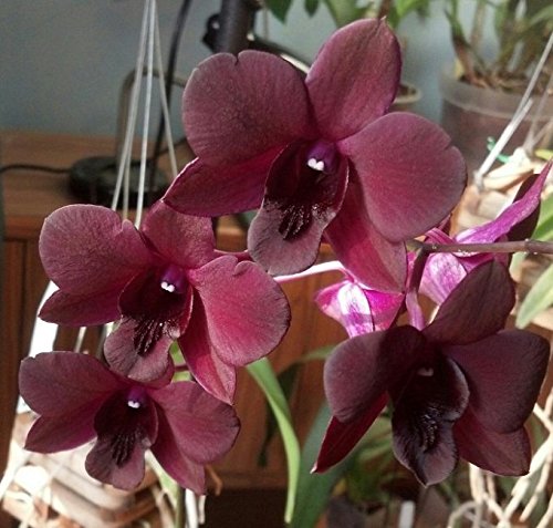 Royal Paradise Garden Rare Dendrobium Orchid Red 01" 1 Small Healthy ...