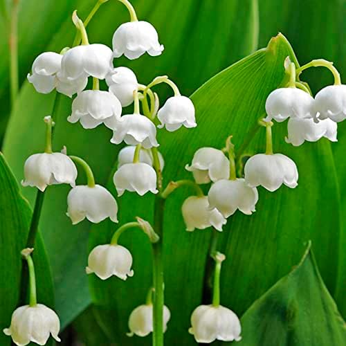2 x Convallaria Majalis – Fragrant Bell-Shaped White Flowers – Summer ...