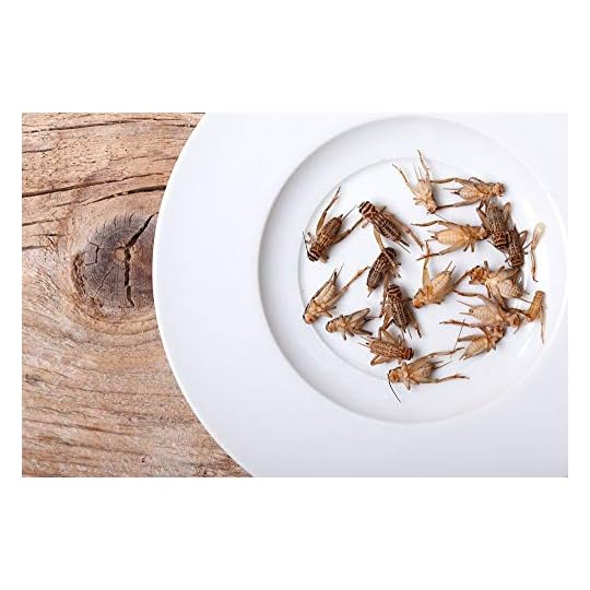 UGFeeders 1" Large Adult Crickets (500 Count) - acheta domesticus ...