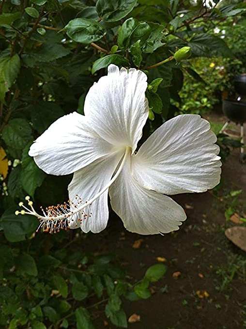 Plant Lover delight Live Dwarf Hibiscus Flower Plant (White) Gudhal ...