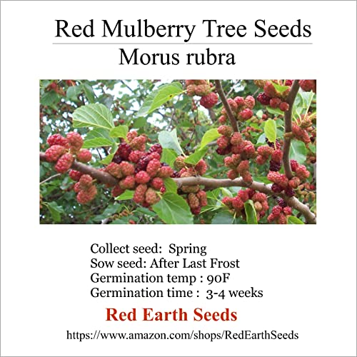 Red Mulberry - How to grow & care