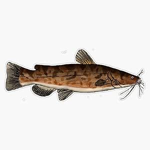 Amazon.com - Flathead Catfish Sticker Bumper Sticker Vinyl Decal 5"