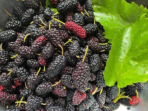 Mulberry Fruit Seed _pack of 50 seeds : Amazon.in: Garden & Outdoors