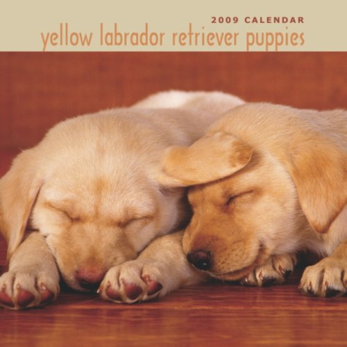 Labrador Retriever Puppies, Yellow 2009 7X7 Mini Wall Calendar ...