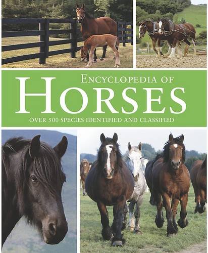 Amazon | Horses | Horses