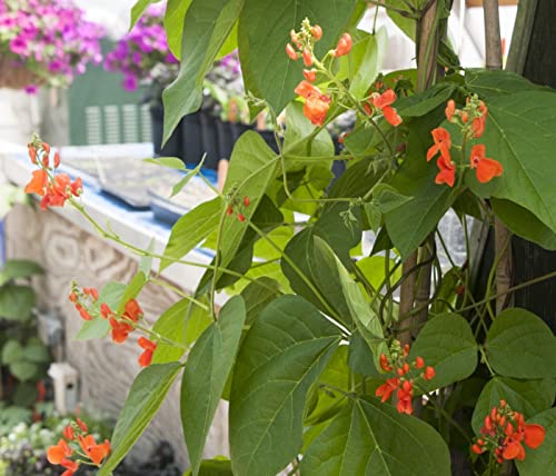 Runner bean - How to grow & care