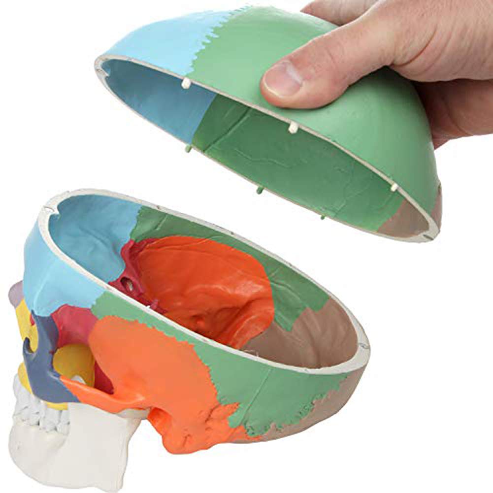 3-Part Didactic Human Skull Model, Life Size Painted Medical Anatomical ...