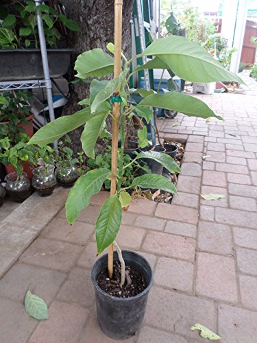 White Champaca Plant: A Guide To Growing & Care