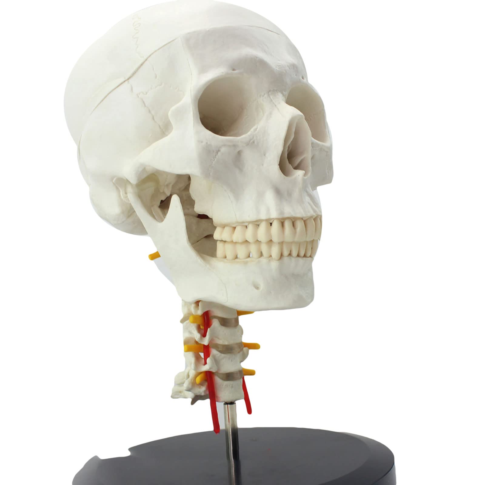Buy Life Size Human Skull on Cervical Vertebrae/Spine Brain with Nerves ...