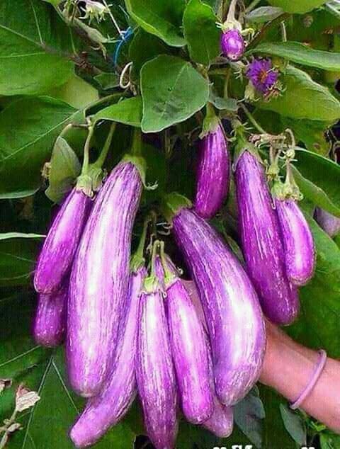 Ritz Farming® Brinjal vegetables seeds | strip purple color Brinjal ...