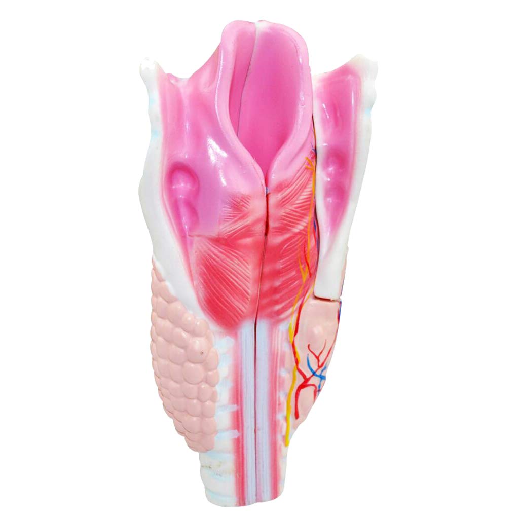 Buy KZ55H Human Throat Model Medical Simulation Anatomy Skeleton Resin ...