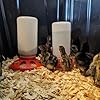 Amazon.com: Little Family Members Baby Chick Feeder 1-Quart Capacity ...