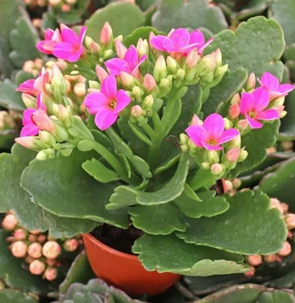 Orginal Hybrid kalanchoe live plants Pack of 1 : Amazon.in: Garden ...