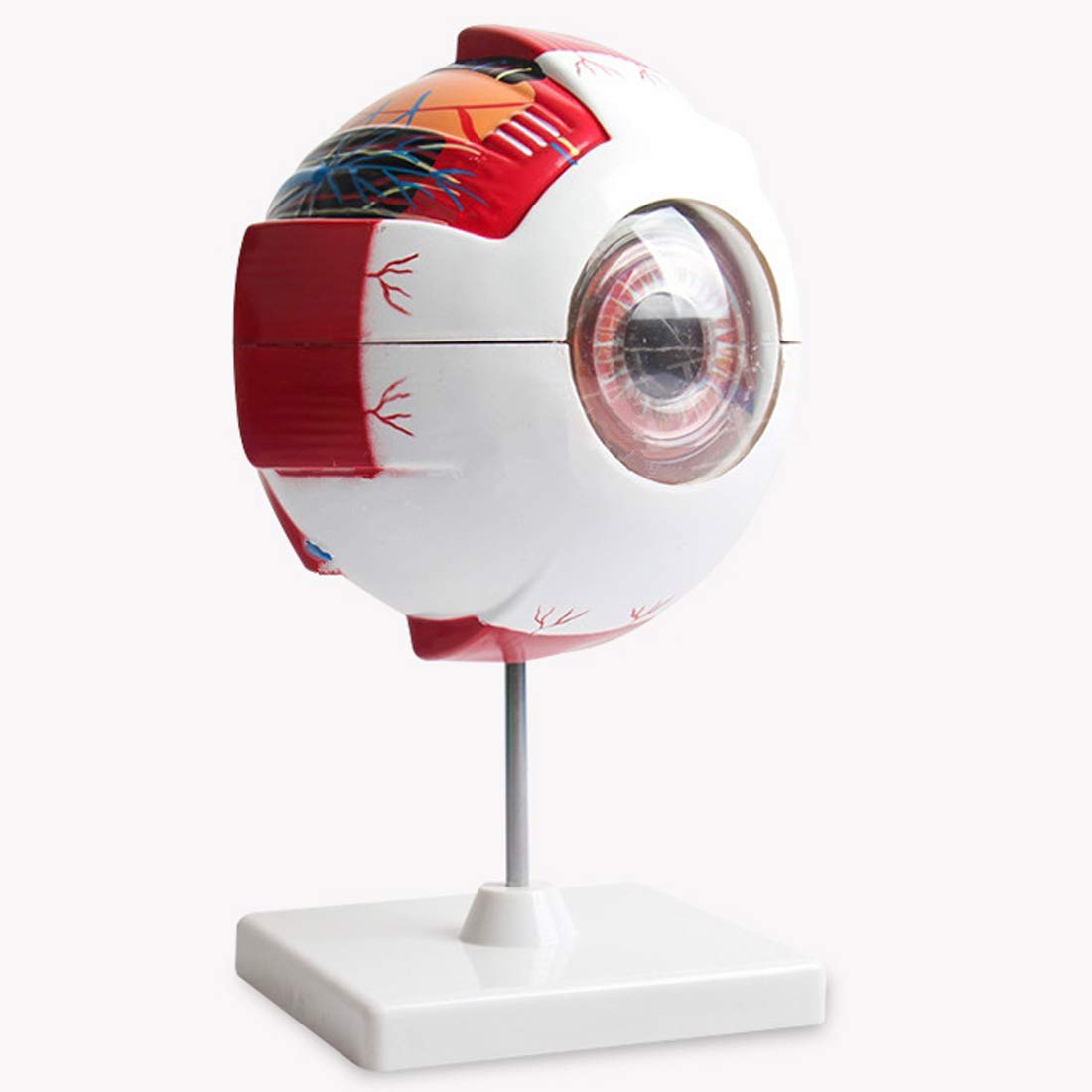 Buy Eye Anatomy Model 6 Times Life Size Model Dissects to 7 ...