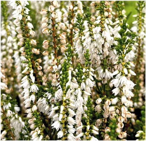 GrowOn Shrubs Scottish Heather Calluna Vulgaris 'Spring Cream ...