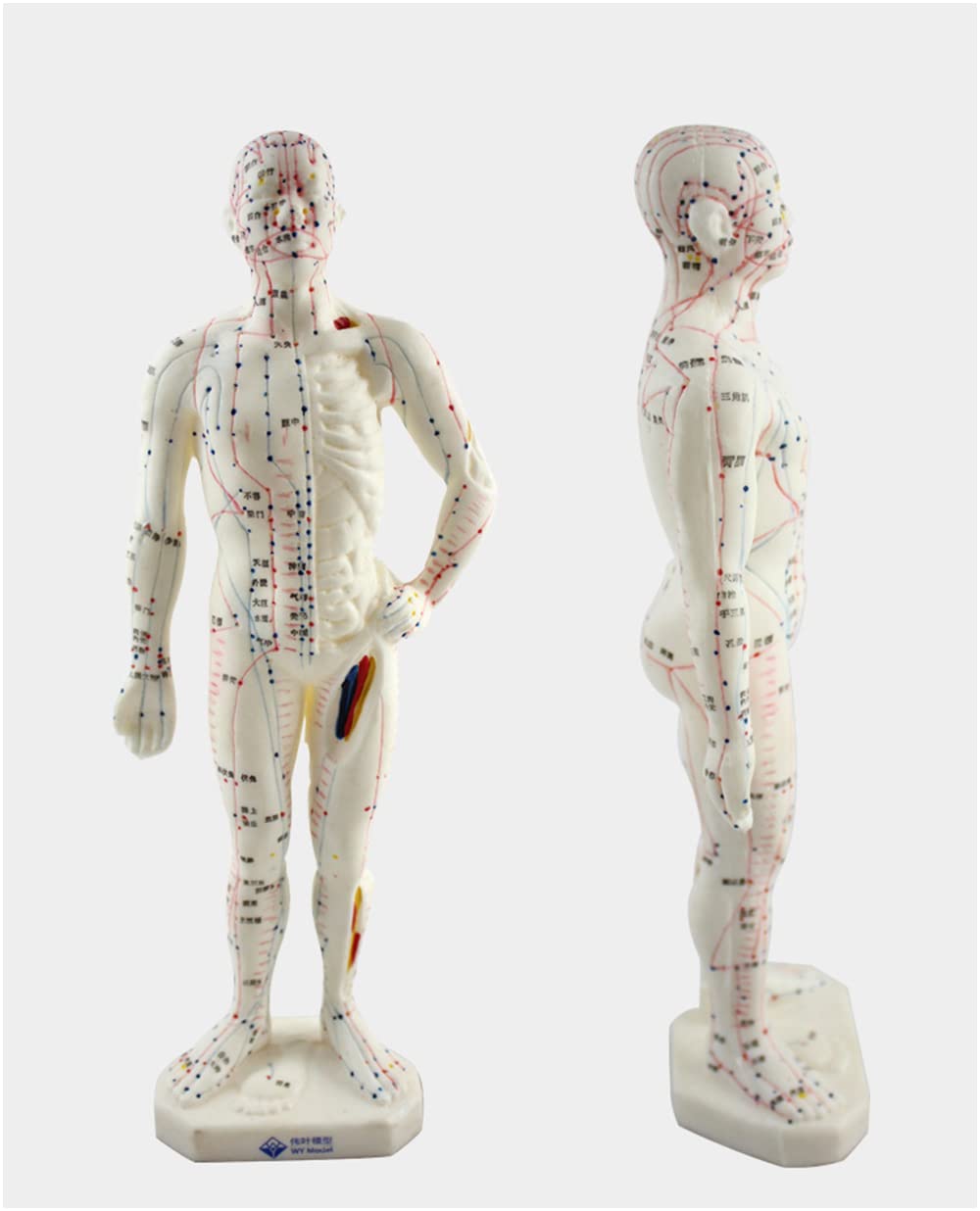 Buy ZMX Meridian Point Male Acupuncture Model - Mini Size Acupuncture ...