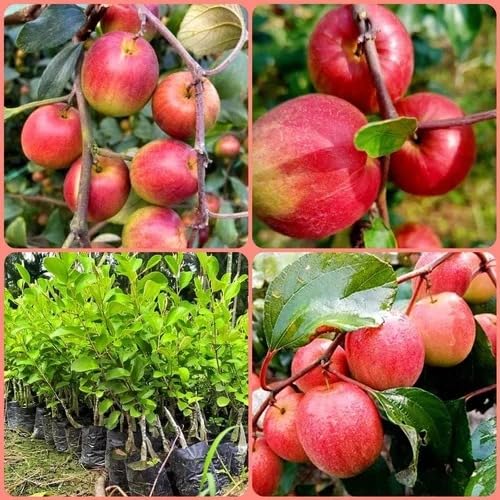 Natura GreenHouse Miss India Apple Ber Variety Fruit Grafted Live ...