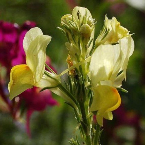 Flora Fields Linaria (Toadflax) - Spurred Snapdragon : Amazon.in ...