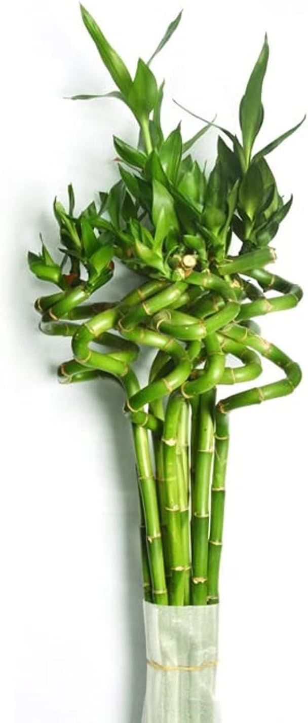 Polygon Green Live Spiral Lucky Bamboo/Dancing Sticks, 80cm Spiral ...