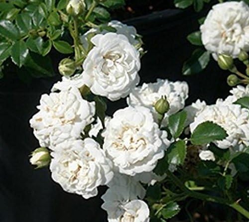 Amazon.com : White Drift® Groundcover Rose - Live Plant - Full Gallon ...