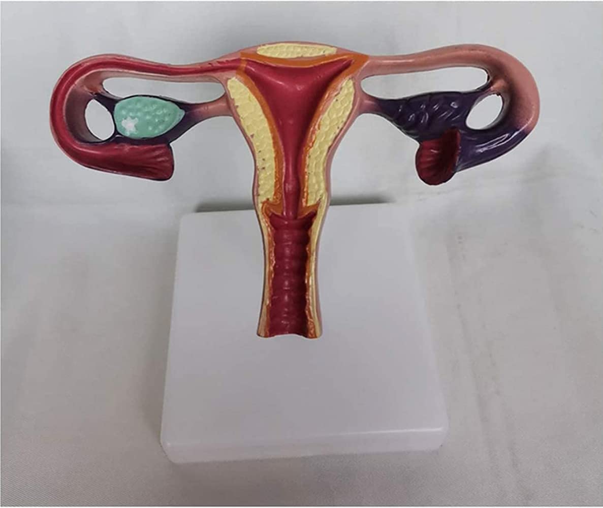 Wreee Study Model Human Body Uterus Model Healthy Human Uterus ...