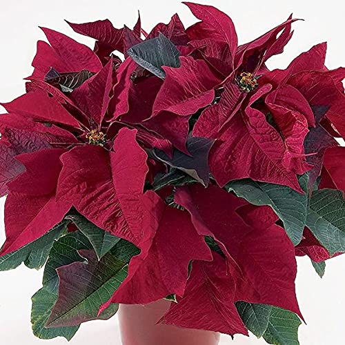 Poinsettia (Maroon) - Plant : Amazon.in: Garden & Outdoors
