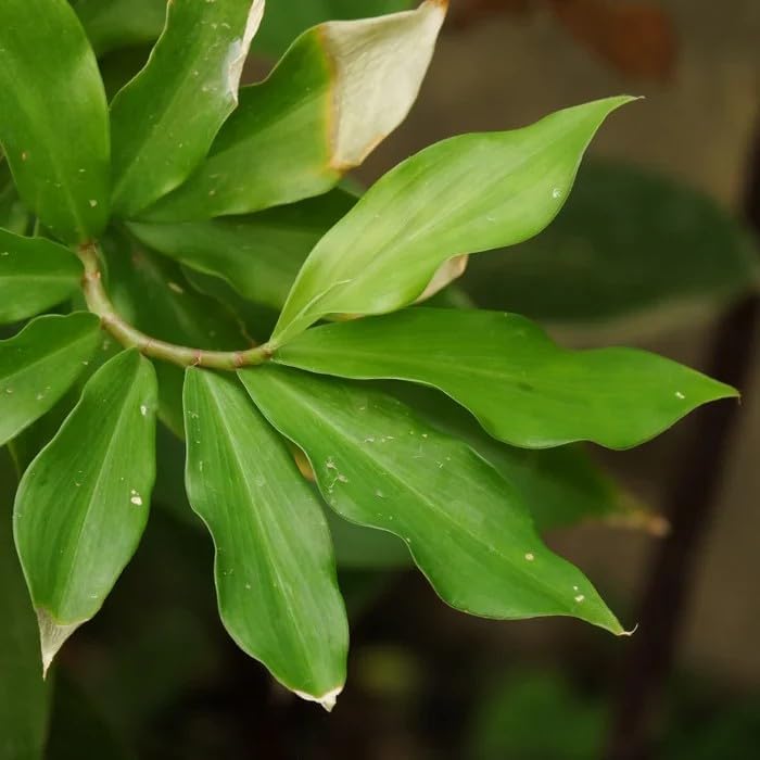 Insulin Live Plant Original for Diabetes | Live Medicinal | Costus ...