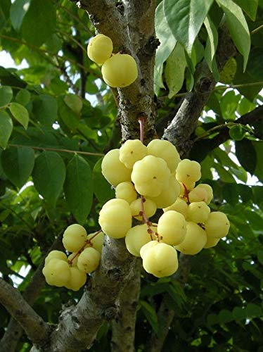 Golden Hills Farm Rare Star Gooseberry/Malay Gooseberry (Phyllanthus ...