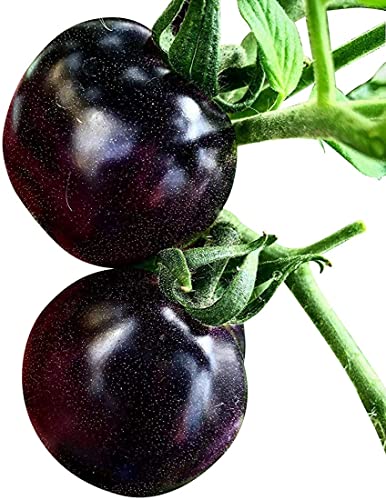 Cherry Viola – Die 15 besten Produkte im Vergleich - WinTotal