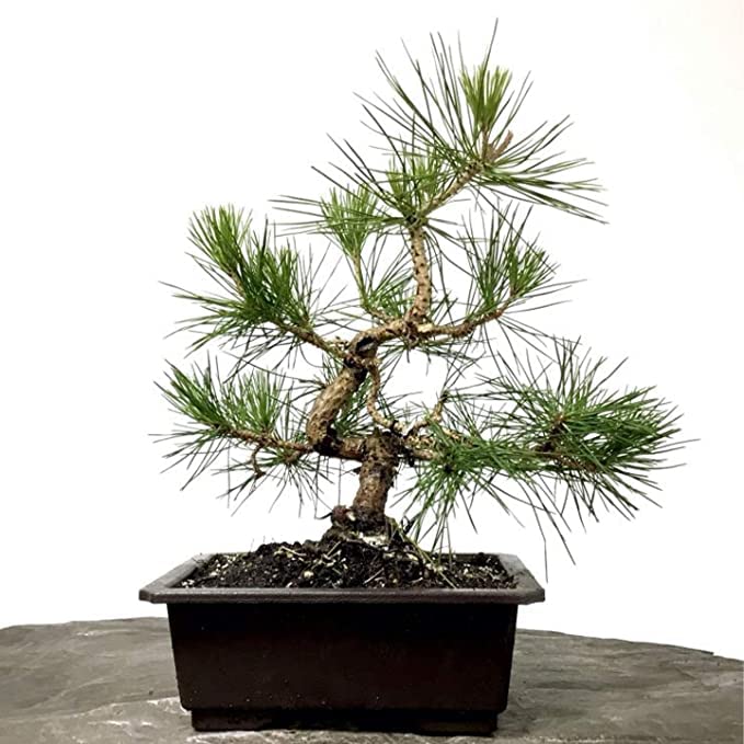 EverSneh Live Real Live Pine Tree Chir Plant Bonsai Indoor Live Plant ...
