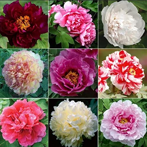 Peony - How to grow & care