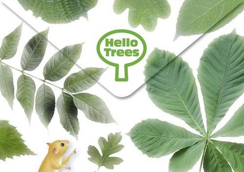Hello Trees Classroom Pack | Amazon.com.br