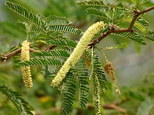 Greenwill Shami Tree Seeds/ Prosopis Cineraria Tree Seeds : Amazon.in ...