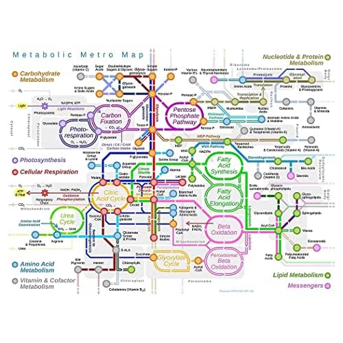Amazon.com: Metabolic Pathway Science Poster Technology Engineering ...