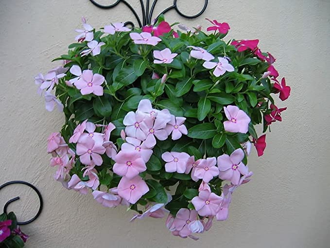 PlantaZee Sadabahar-Catharanthus roseus Pink Flower Plant with Pot ...
