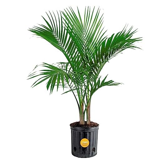 Costa Farms 마제스티 야자수 최저가 27.32불 - MODUBA