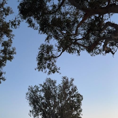 Somewhere Between Us de Phoenix Yin no Amazon Music Unlimited