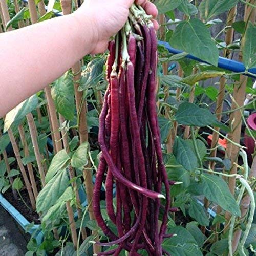 IndianAgro Red Burgundy Cowpea Vegetable Seeds - Long - Hybrid Variety ...