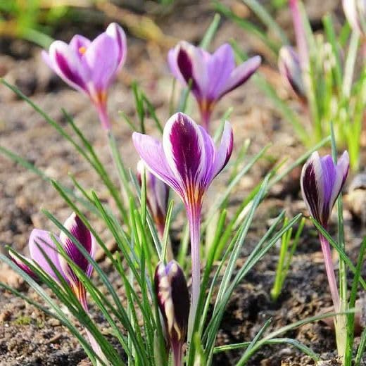 Ritz Farming® Crocus flower bulbs | violet Crocus flower bulbs for Home ...