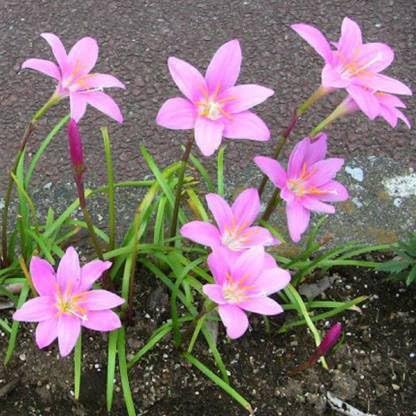 Punarva Lily Plant rain lily plant : Amazon.in: Garden & Outdoors