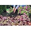 Amazon.com : Miracle-Gro Quick Start Planting Tablets : Patio, Lawn ...