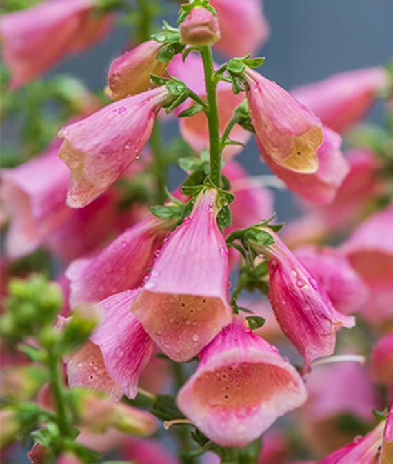VibeX Foxglove, Arctic Fox -50 Seeds : Amazon.in: Garden & Outdoors