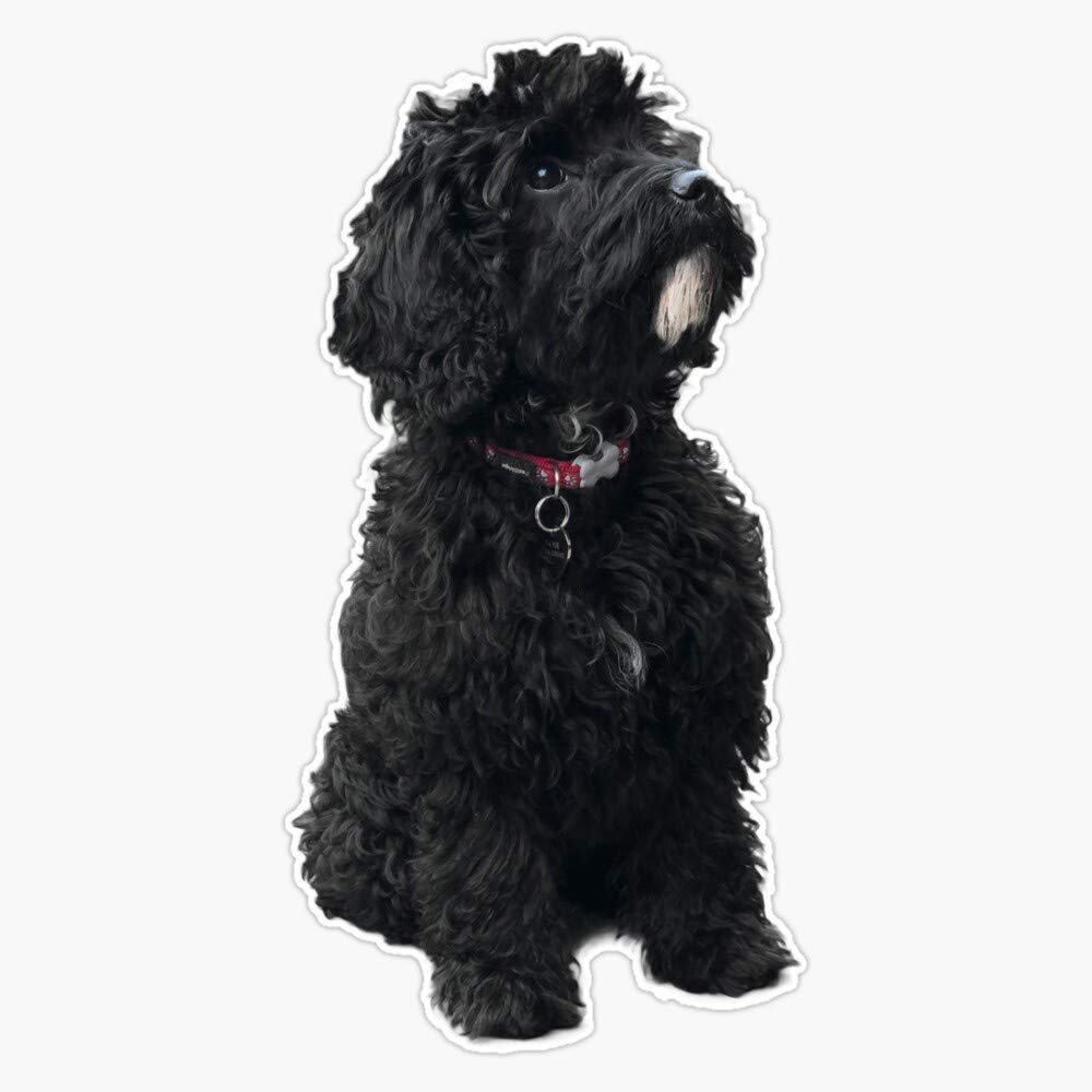 Amazon.com - Phoebe - Cockapoo Vinyl Waterproof Sticker Decal Car ...