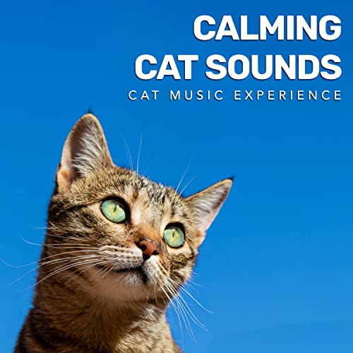 Play Calming Cat Sounds by Cat Music Experience on Amazon Music Unlimited