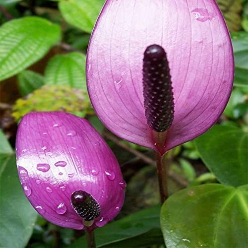 Laceleaf Plant Care: 9 Flamino Flower Growth Tips