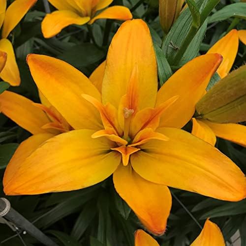 Lily (Pollen Free) Gold Twin Hardy Bulb Pollen Free Vibrant Colours ...