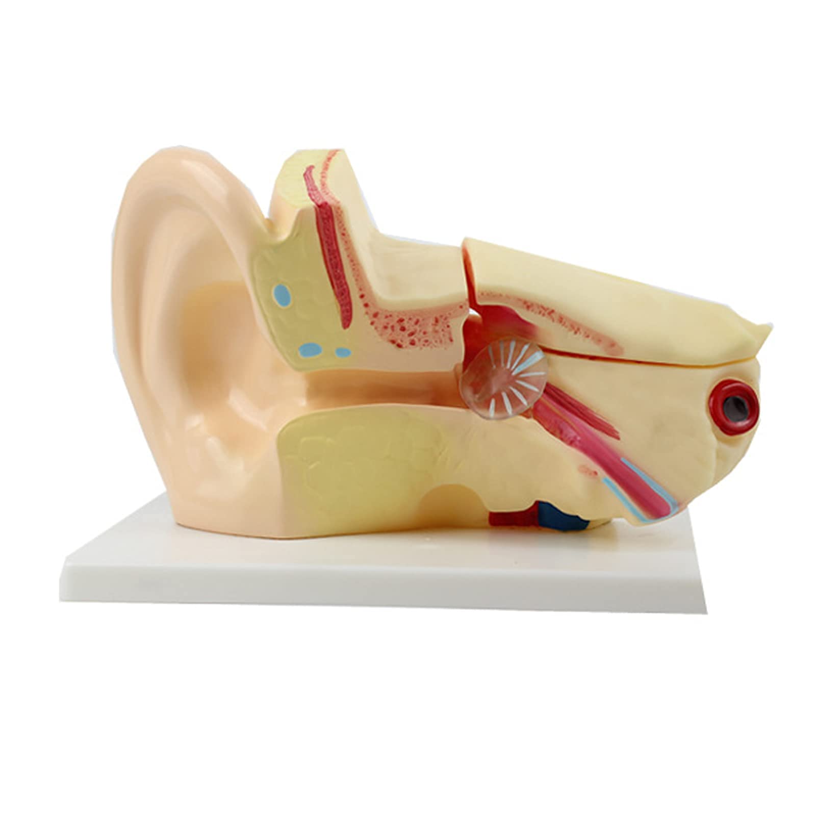 Buy Human Organ Anatomy Model Ear Anatomy magnified Model Ear Shape and ...