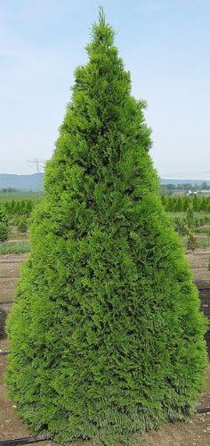 Amazon.com : 25 Thuja Tree Cedar Thuja Occidentalis Seeds *Comb S/H ...