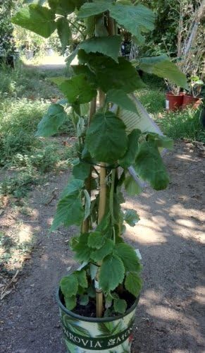Amazon.com : Canby Raspberry Vines Triple Staked Super One Gallon ...