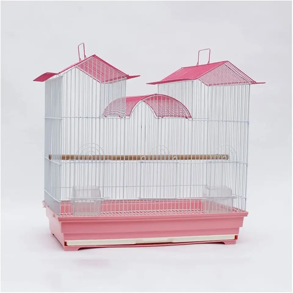 Understanding The Vision Of Parrots: How Do They See? | PetShun